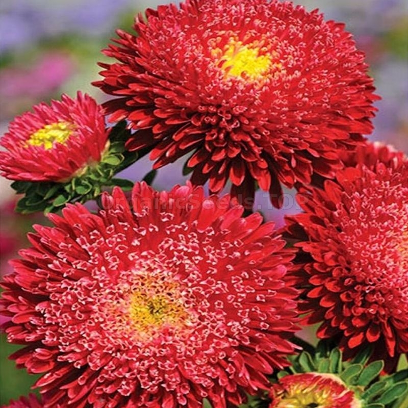 «Princess Simona» - Organic Aster Seeds - Shipping is free for orders ...