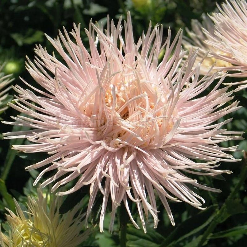 Images «Naina» - Organic Aster Seeds - Shipping is free for orders over €50