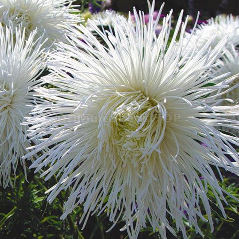 Images «Opera» - Organic Aster Seeds - Shipping is free for orders over €50