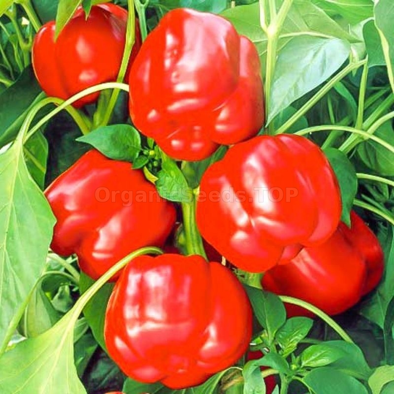 Images «Red Square» - Organic Pepper Seeds - Shipping is free for ...
