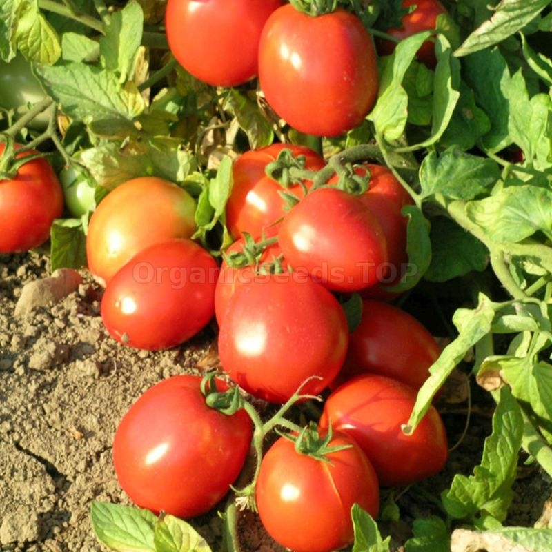 «Super Strain» - Organic Tomato Seeds - Shipping is free for orders ...