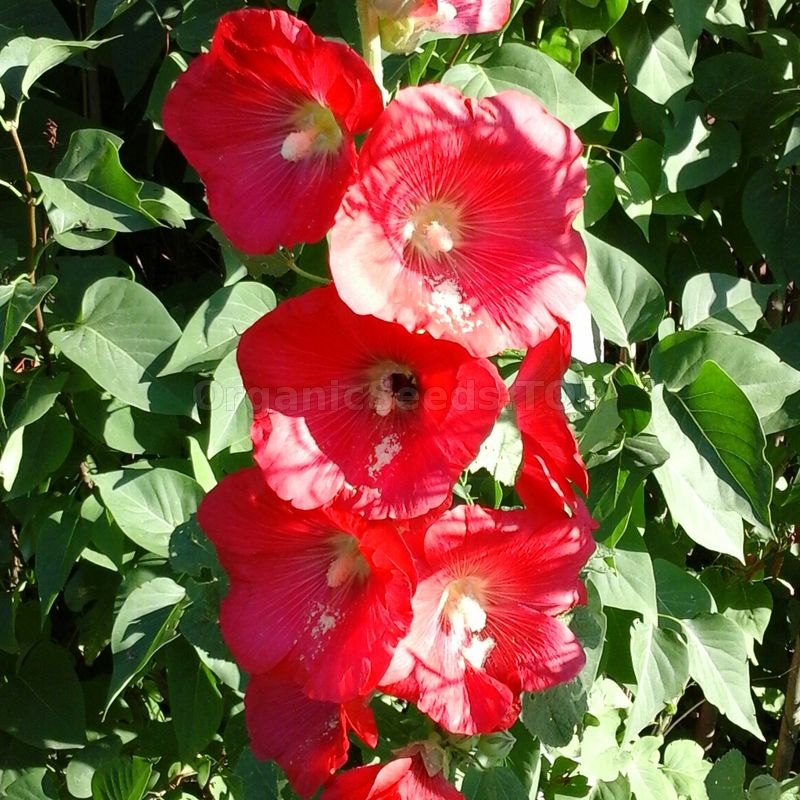 «Red tower» - Organic Malva Seeds - Shipping is free for orders over €50