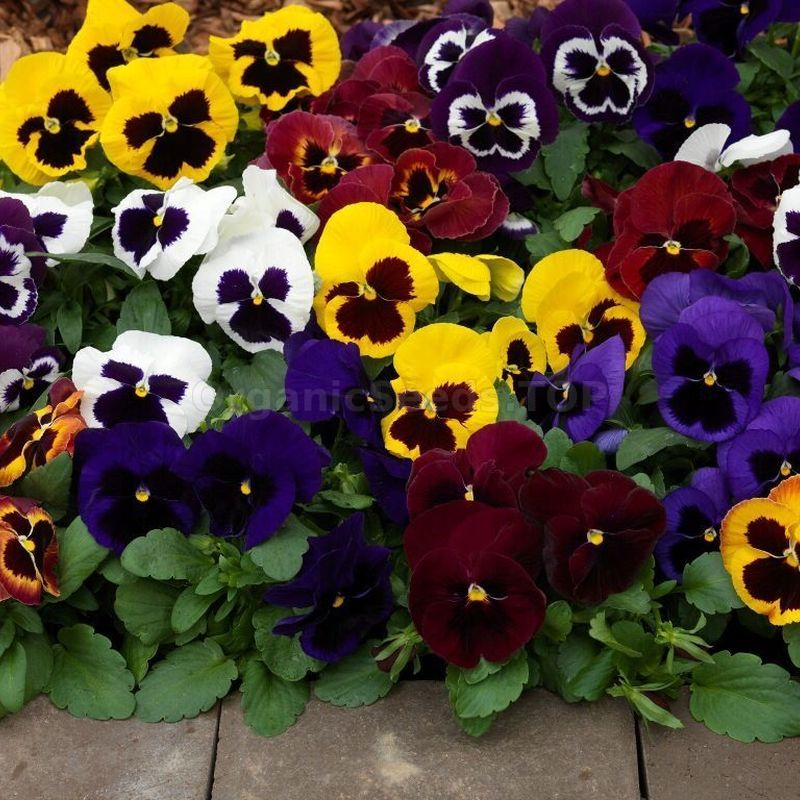 «Swiss Giant mix» - Organic Viola Seeds - Shipping is free for orders ...