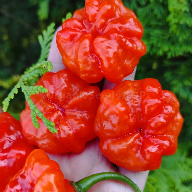 Images «Aji Dulce Puerto Rico» - Organic Pepper Seeds - Shipping is ...