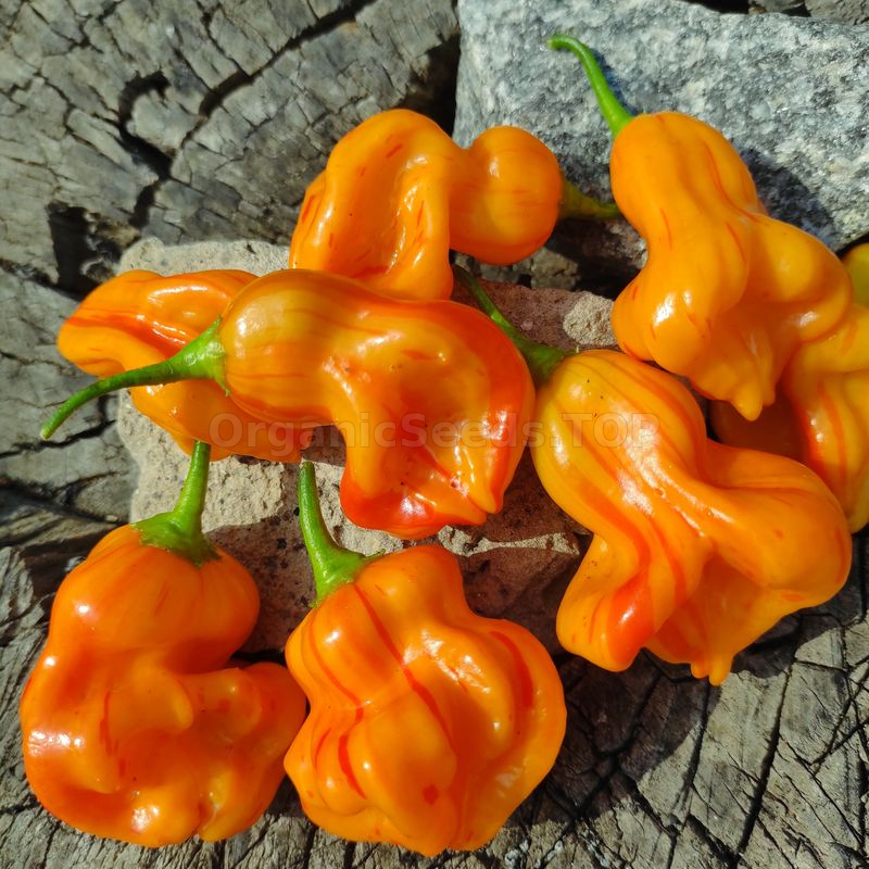 Images «Zebrange» - Organic Pepper Seeds - Shipping is free for orders ...