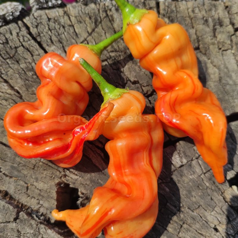 Images «Sugar rush stripey» - Organic Pepper Seeds - Shipping is free ...