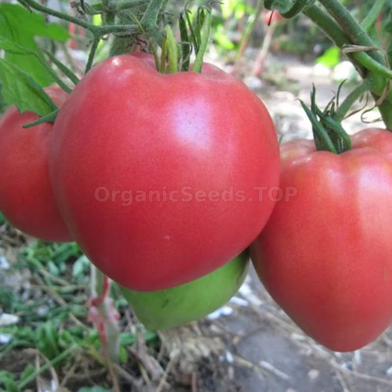 «Pink Helmet» - Organic Tomato Seeds - Shipping is free for orders over €50