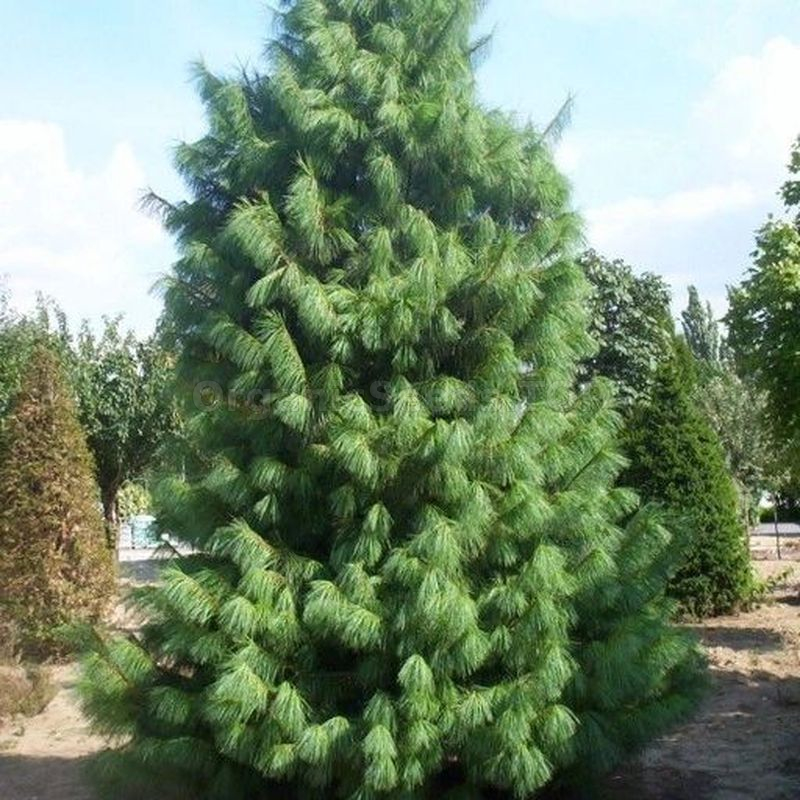 Himalayan pine seeds (Pinus wallichiana) - Shipping is free for orders ...