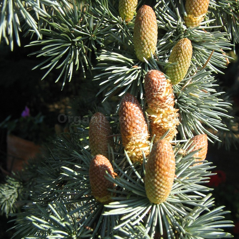 Images Atlas cedar Seeds / Cedrus atlantica - Shipping is free for ...