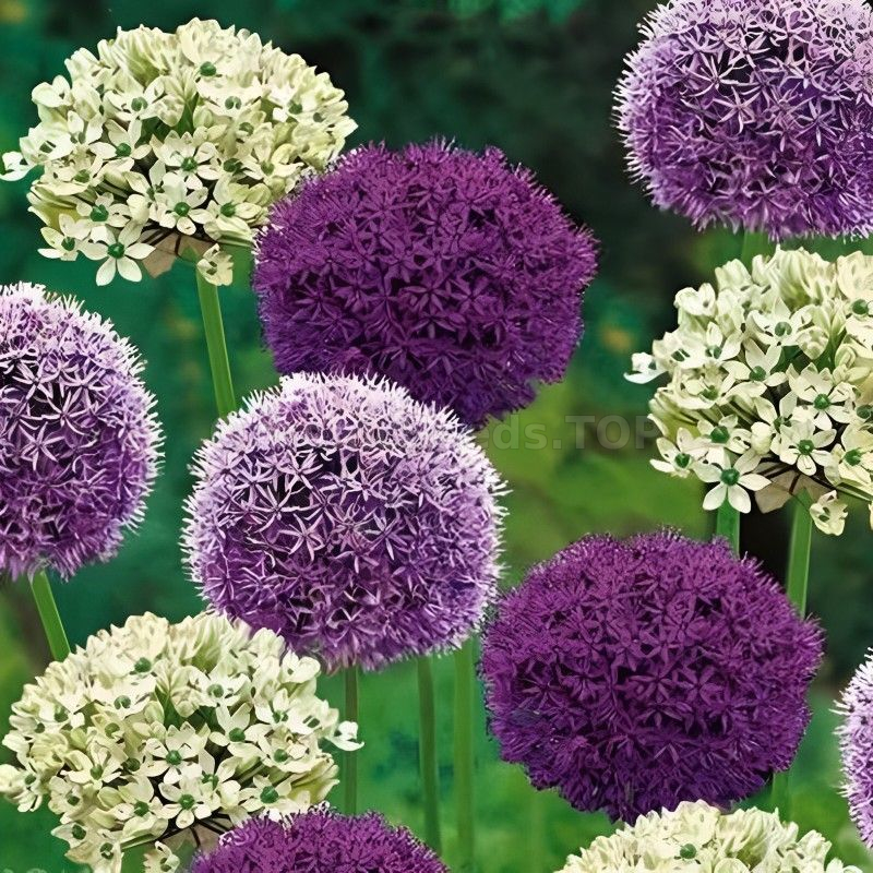 «Mix» - Organic Allium Seeds - Shipping is free for orders over €50