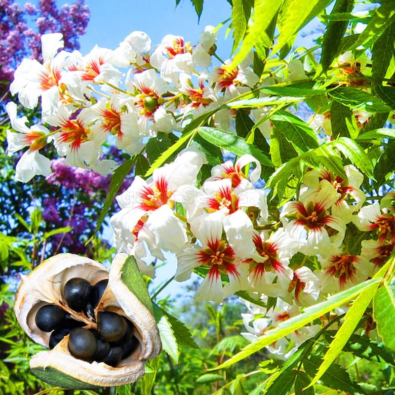 Images Yellowhorn Seeds (Xanthoceras sorbifolium) - Shipping is free ...