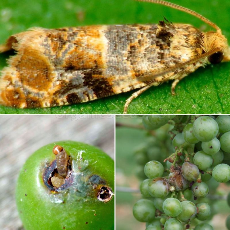 Grapevine Moths European Grapevine Moth European Grape Worm Stock
