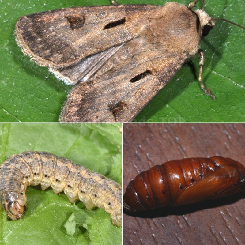 Reviews «Heart and dart» trap - 1 pc. - Shipping is free for orders ...