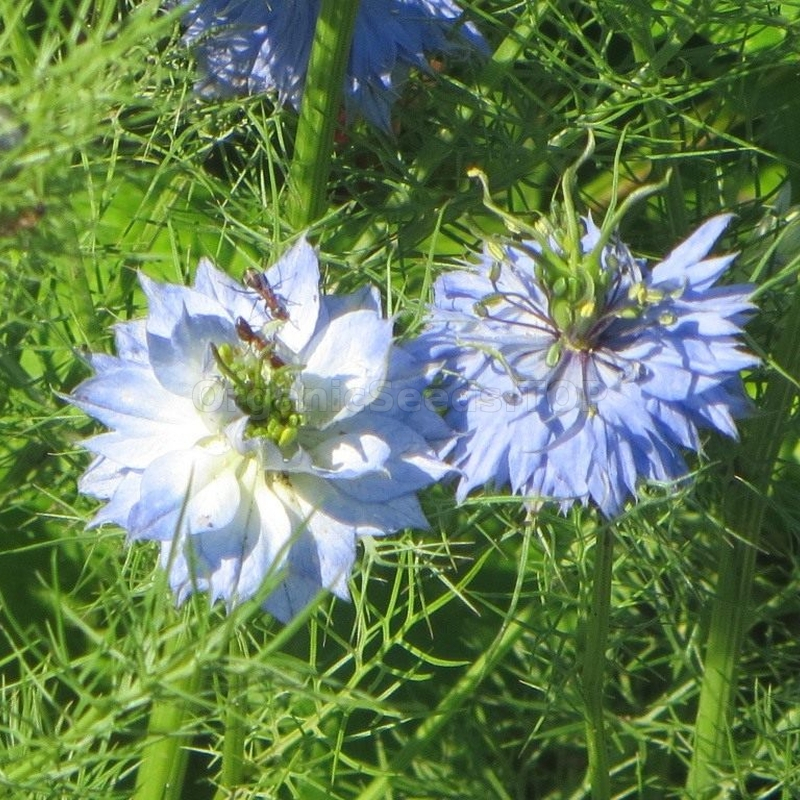 Images «Enchantress» - Organic Nigella Damascena Seeds - Shipping is ...