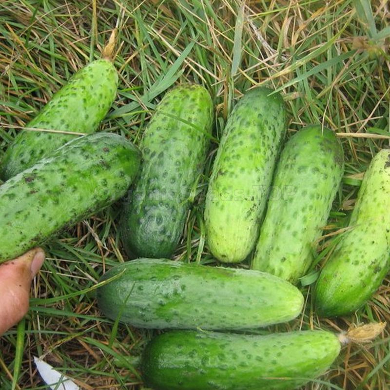 «Finger» - Organic Cucumber Seeds - Shipping is free for orders over €50