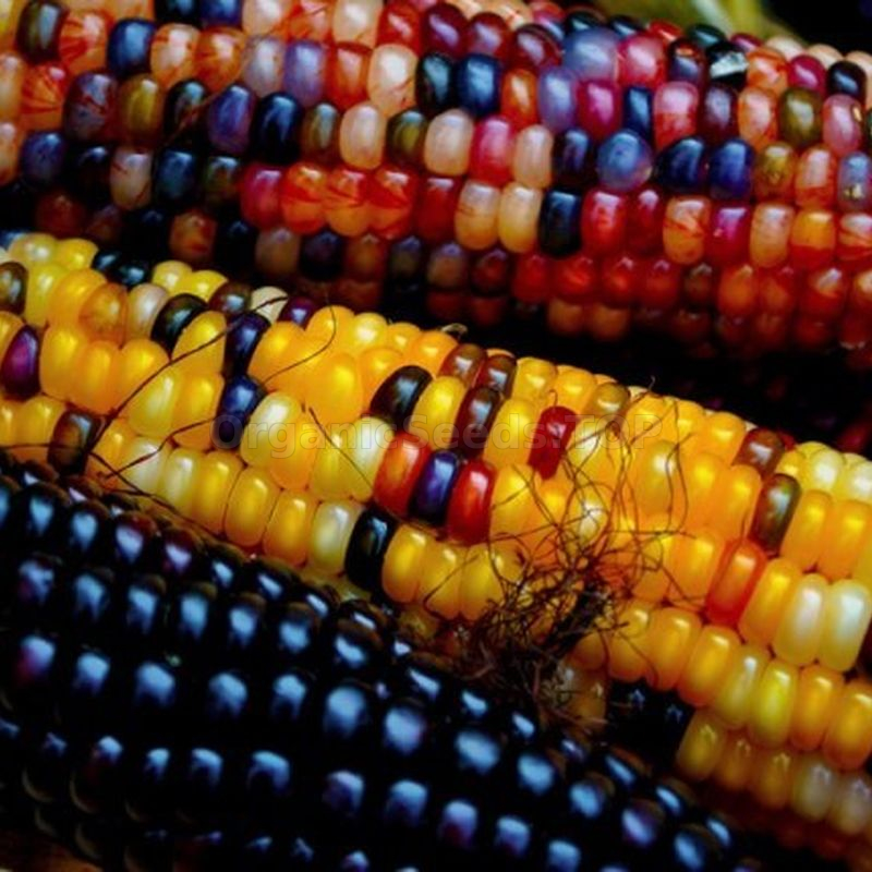 «Montana» - Organic Corn Seeds - Shipping is free for orders over €50