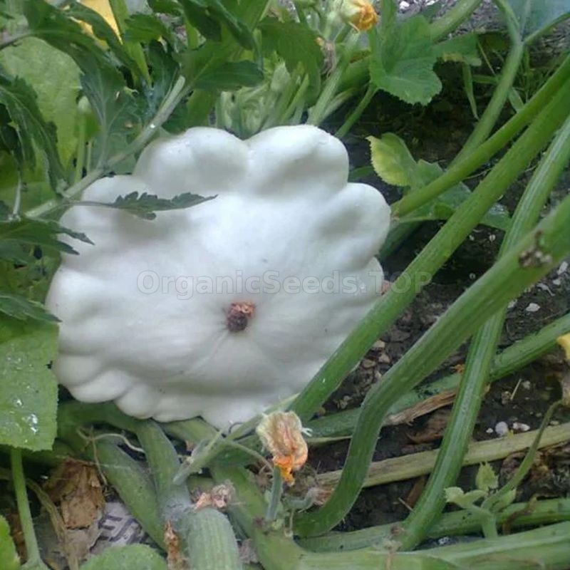 «Disco» - Organic Pattypan Squash Seeds - Shipping is free for orders ...
