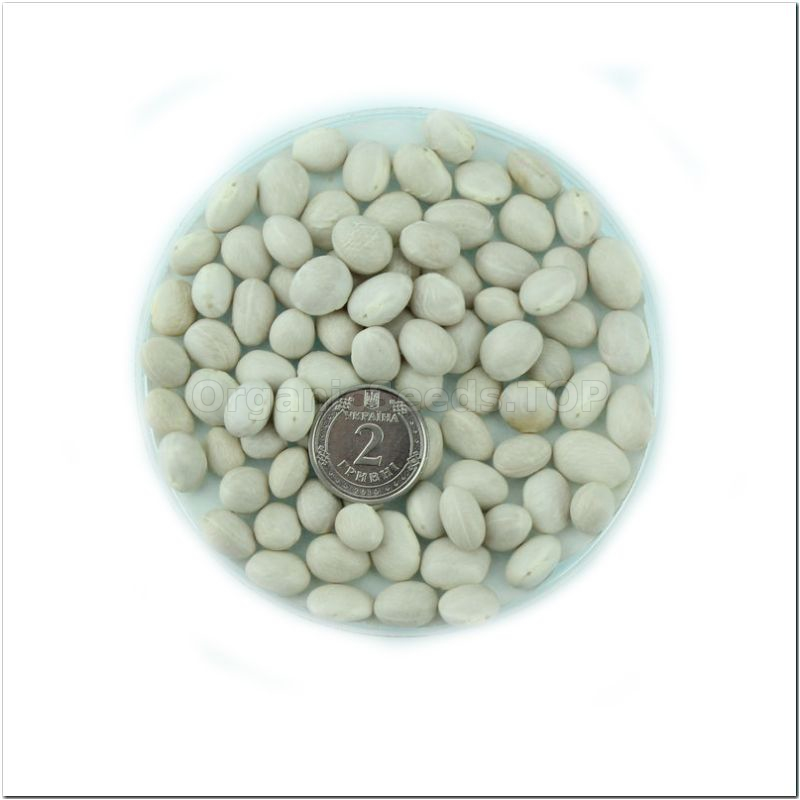 «Bombochka» - Organic Bean Seeds - Shipping is free for orders over €50