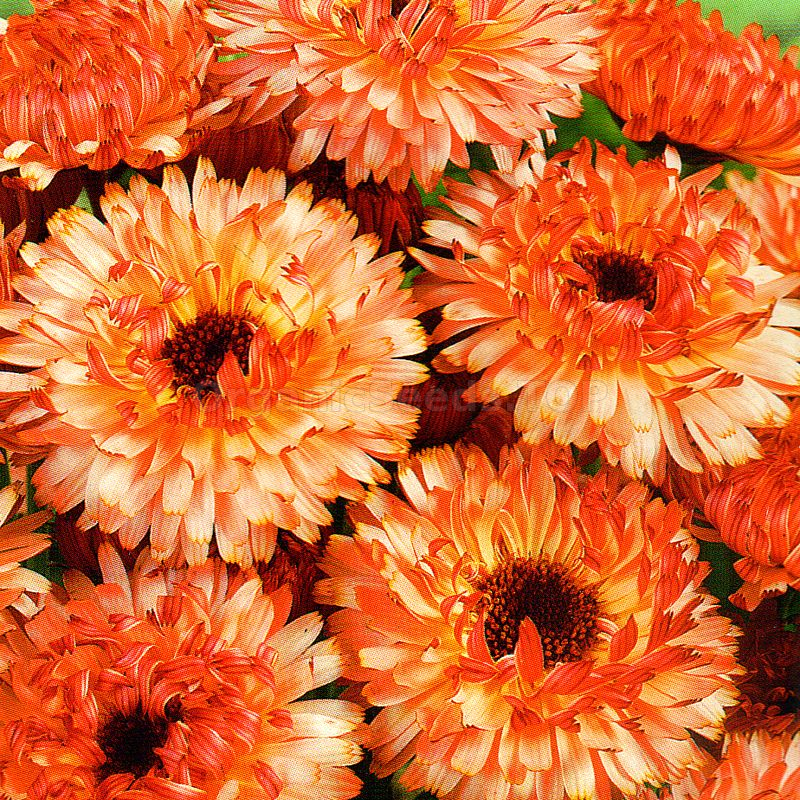 Reviews «Sherbet» - Organic Calendula Seeds - Shipping is free for orders over €50