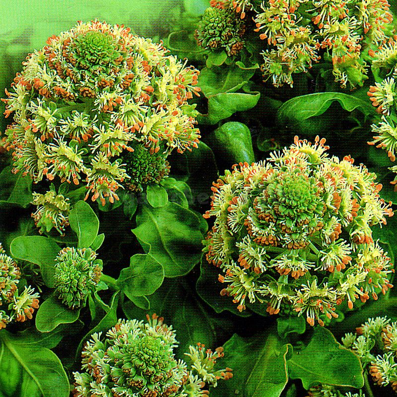 Images Organic Reseda Seeds - Shipping is free for orders over €50