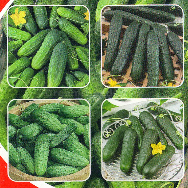 «Mix of varieties» - Organic Cucumber Seeds - Shipping is free for ...