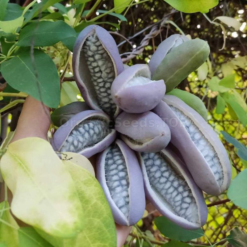 Images «Silver Bells» - Organic Akebia Seeds (Akebia quinata) - Shipping is free for orders over €50