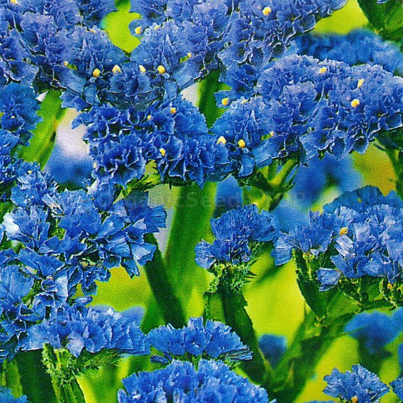 Images «Blue» - Organic Statice seeds - Shipping is free for orders ...