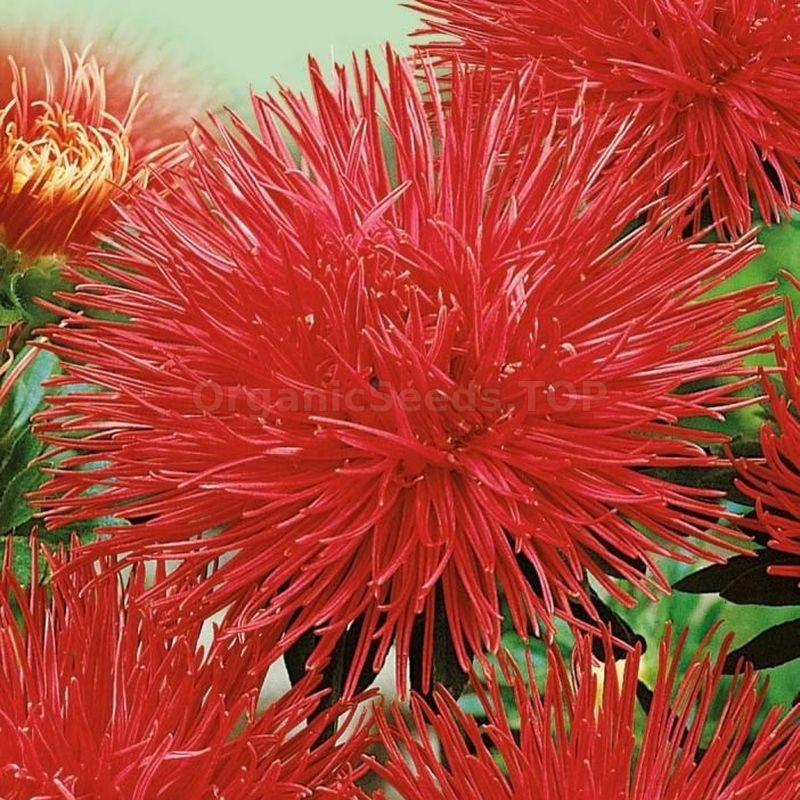 Images «Ruby stars» - Organic Aster Seeds - Shipping is free for orders ...