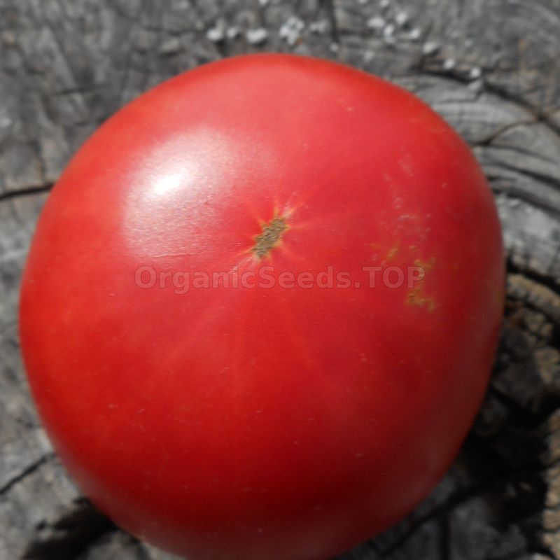 «Brandywine red» - Organic Tomato Seeds - Shipping is free for orders ...