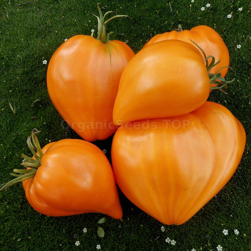 «Wonder of the Earth Orange» - Organic Tomato Seeds - Shipping is free ...
