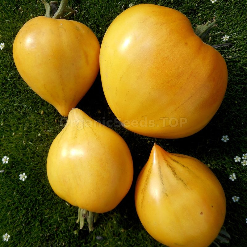 «Yellow scallops» - Organic Tomato Seeds - Shipping is free for orders ...