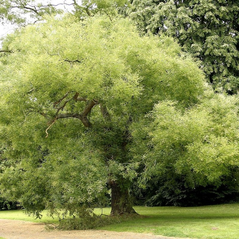 Organic Japanese Pagoda Tree Seeds (Styphnolobium Japonicum) - Shipping ...