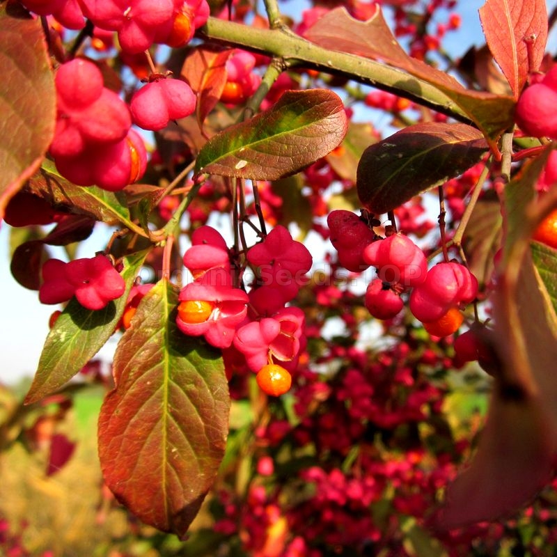 Organic European Spindle Seeds (Euonymus Europaeus) - Shipping is free ...
