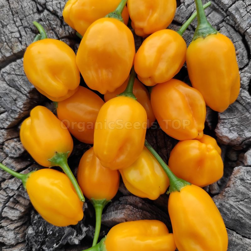 «Oro de Ecuador» - Organic Pepper Seeds - Shipping is free for orders ...