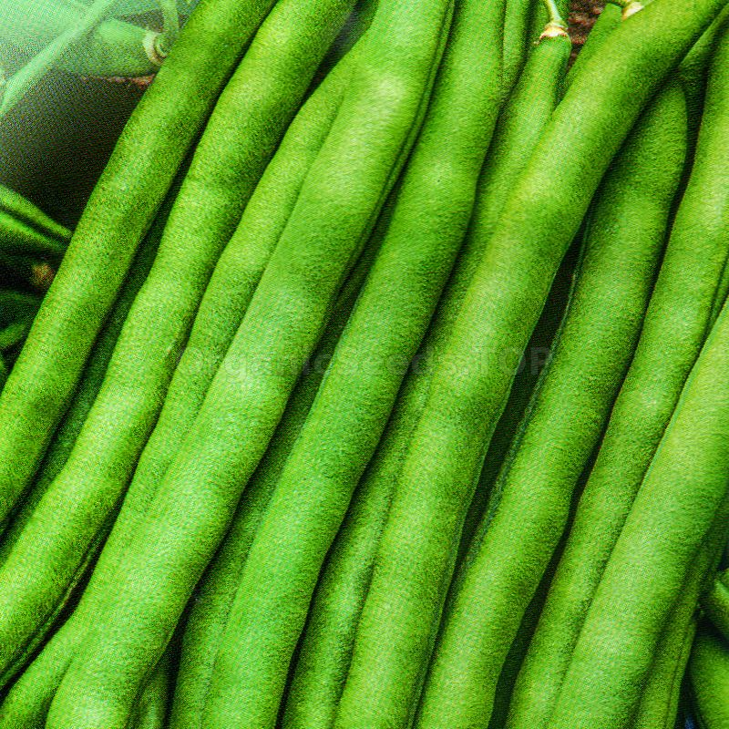 «Pop Top» - Organic Bean Seeds - Shipping is free for orders over €50