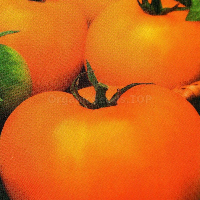 «Amber bogatyr» - Organic Tomato Seeds - Shipping is free for orders ...