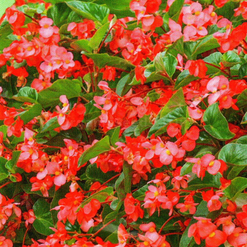 «Fairy red» - Organic Begonia Seeds - Shipping is free for orders over €50