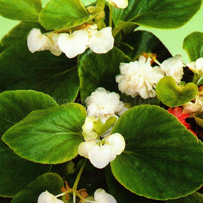 «Fairy White» - Organic Begonia Seeds - Shipping is free for orders ...