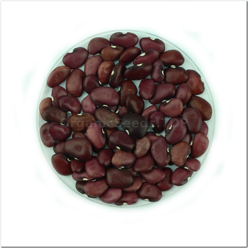 Images «Lima red» - Organic Bean Seeds - Shipping is free for orders ...