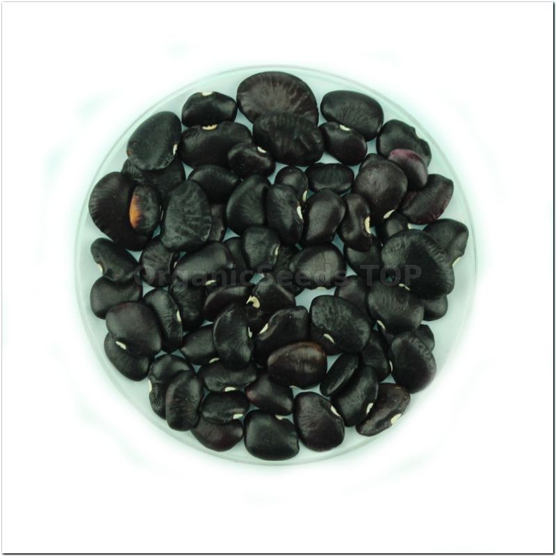 Images «Alabama» - Organic Bean Seeds - Shipping is free for orders ...