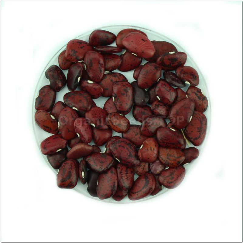 «Red moon» - Organic Bean Seeds - Shipping is free for orders over €50