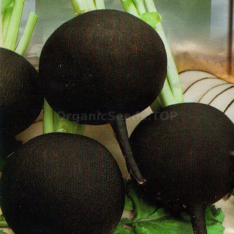 Images «Black ball» - Organic Radish Seeds - Shipping is free for ...