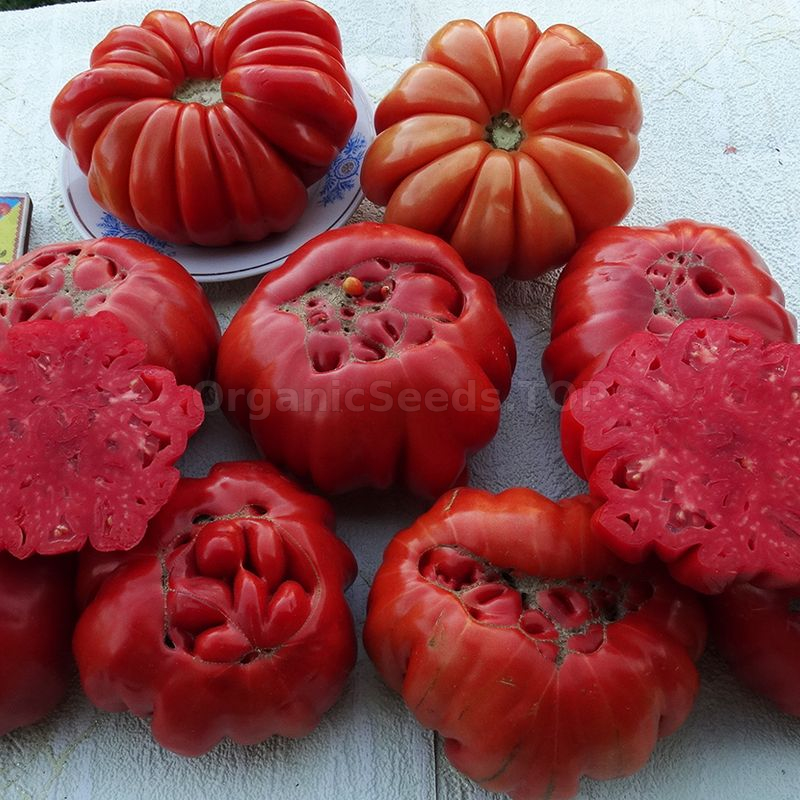 Reviews «Riccio di Parma» - Organic Tomato Seeds - Shipping is free for ...