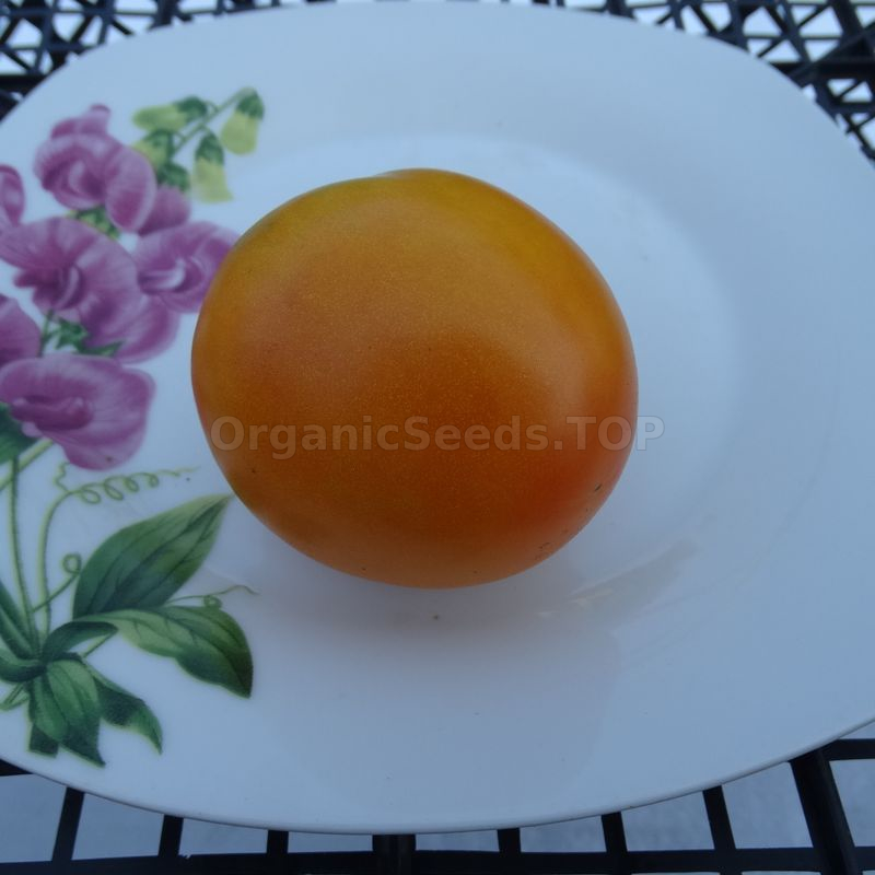 Reviews «Sanka Golden» - Organic Tomato Seeds - Shipping is free for ...