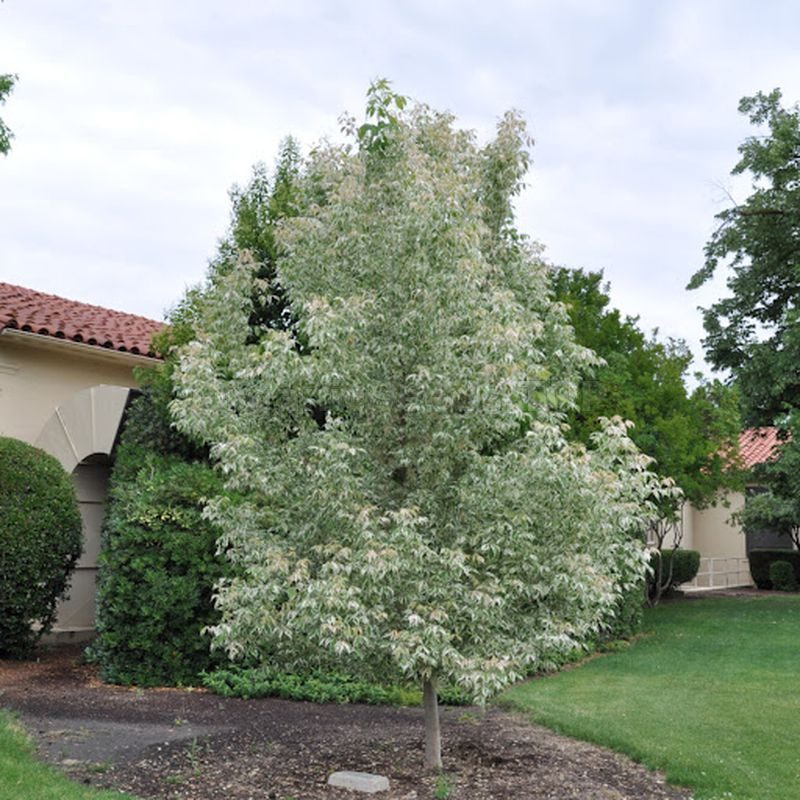 Images Organic Manitoba maple Seeds (Acer Negundo) - Shipping is free ...