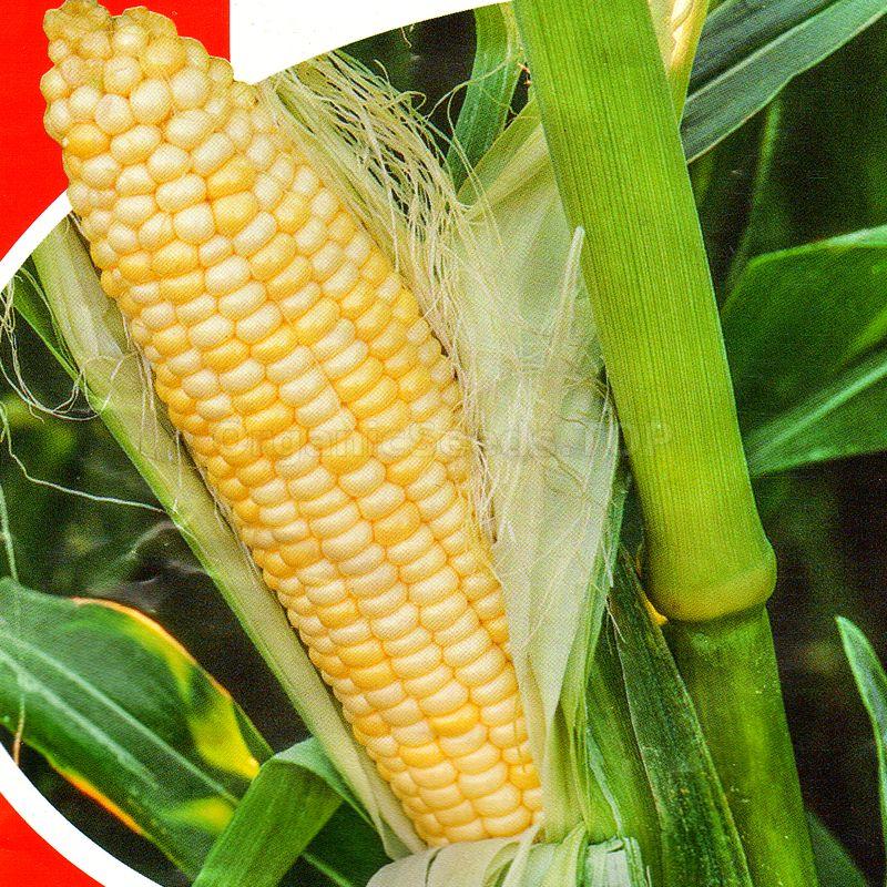 Images «Miracle in feathers» - Organic Corn Seeds - Shipping is free ...