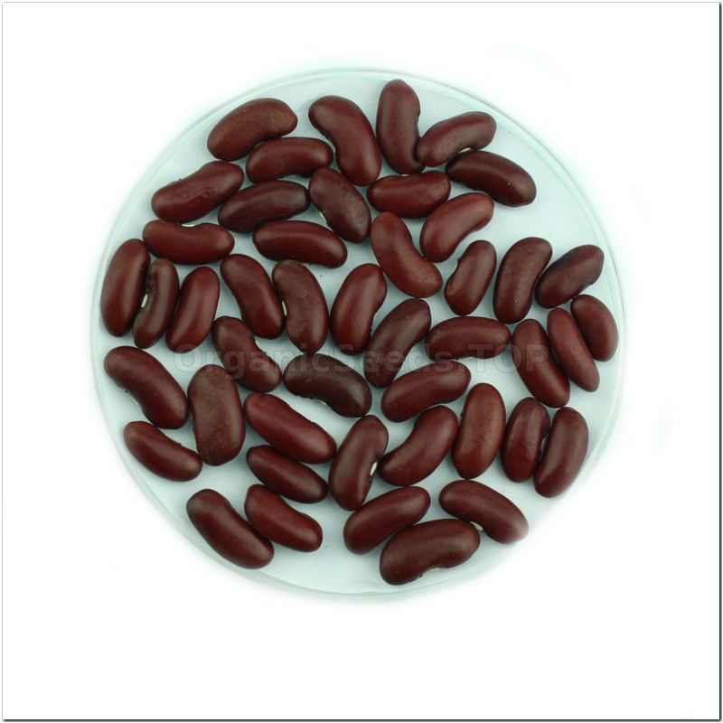«Ruby Star» - Organic Bean Seeds - Shipping is free for orders over €50