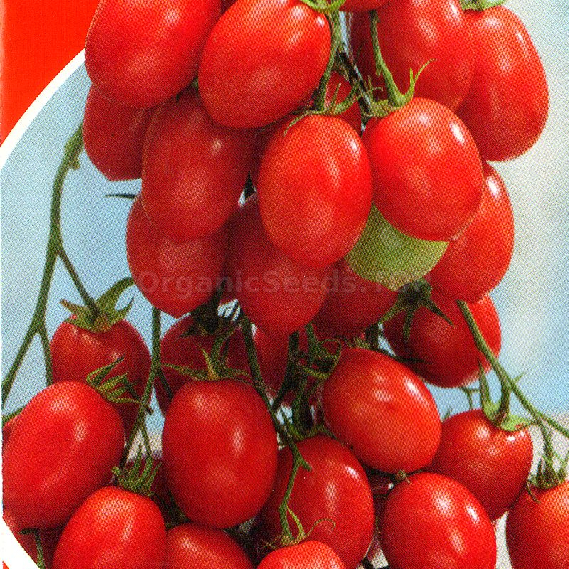«Pink raisins» - Organic Tomato Seeds - Shipping is free for orders ...