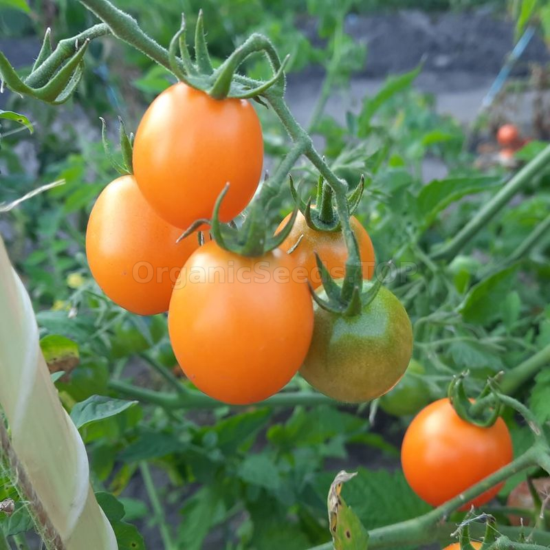 «Kish-Mish» - Organic Tomato Seeds - Shipping is free for orders over €50