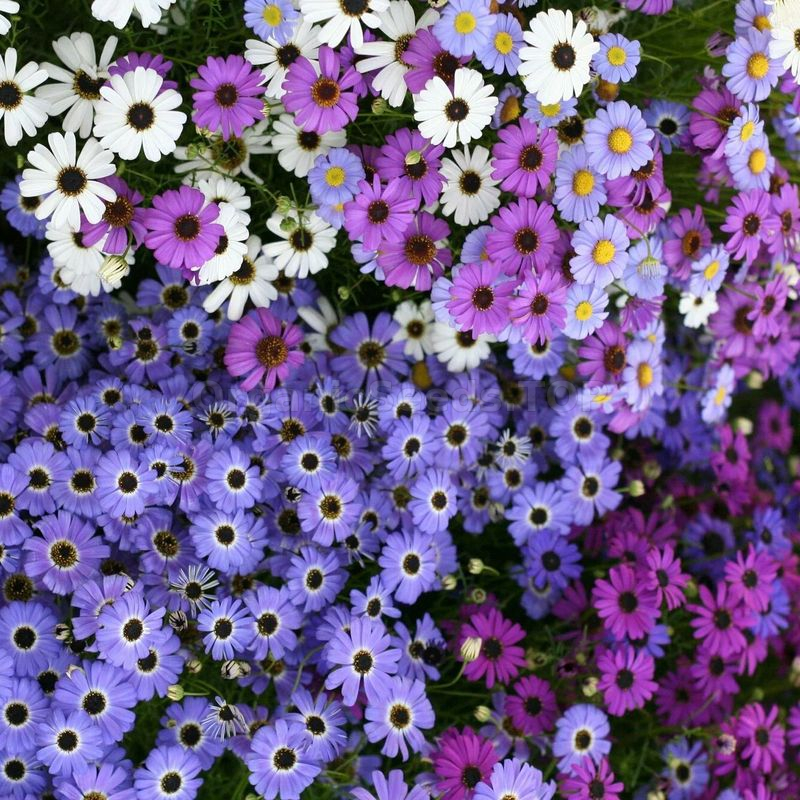«Bravo Mix» - Organic Brachycome Seeds - Shipping is free for orders ...